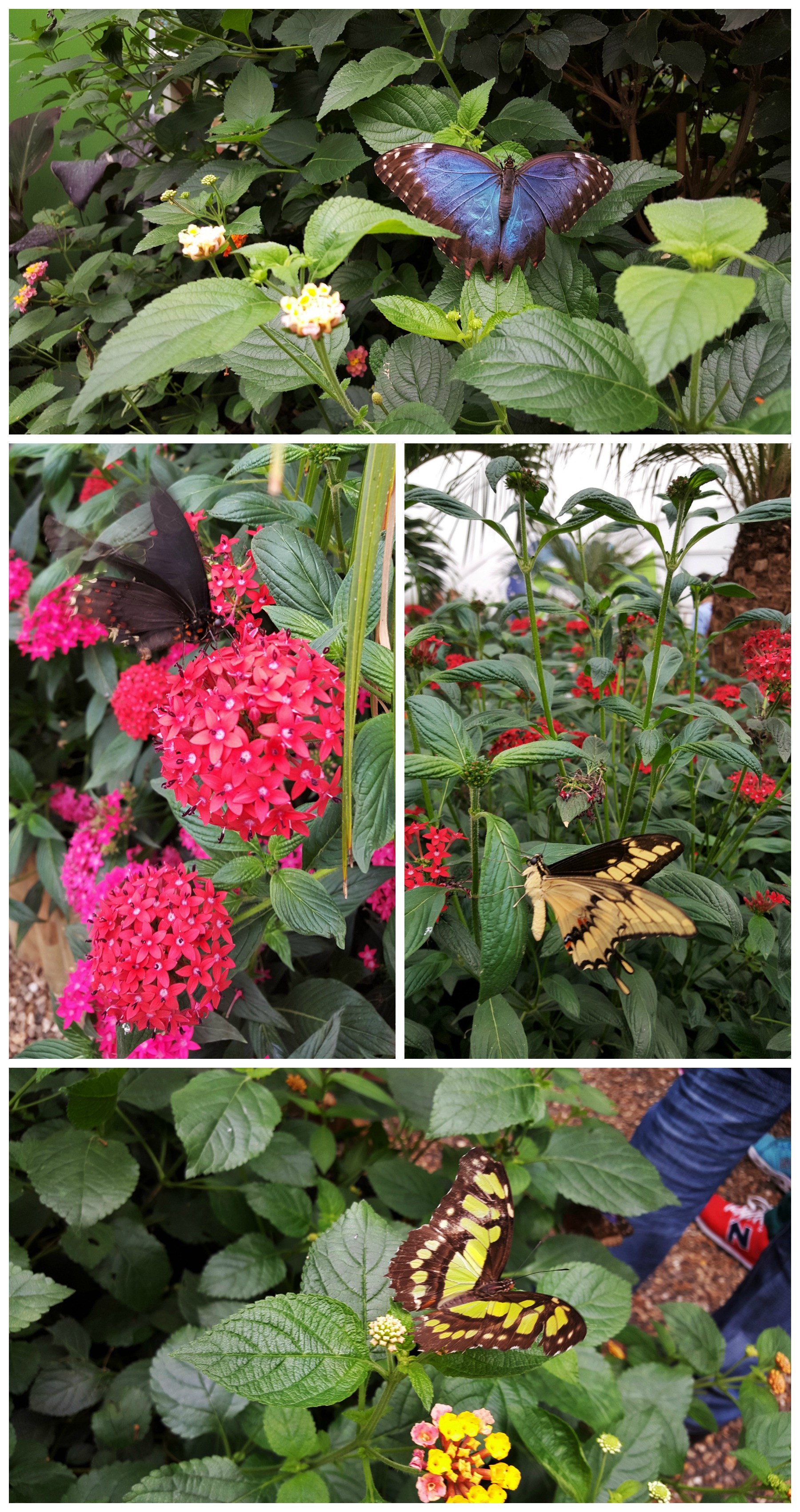 Butterflies Becoming A Stay At Home Mum butterflies-becoming-a-stay-at-home-mum